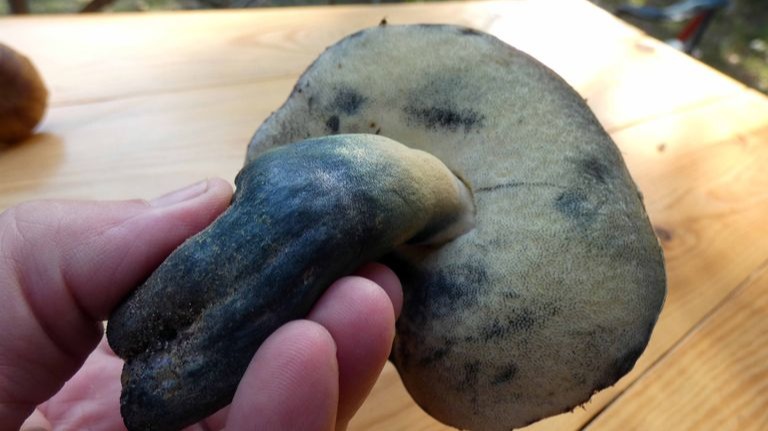 A very rare edible mushroom - Bluing bolete