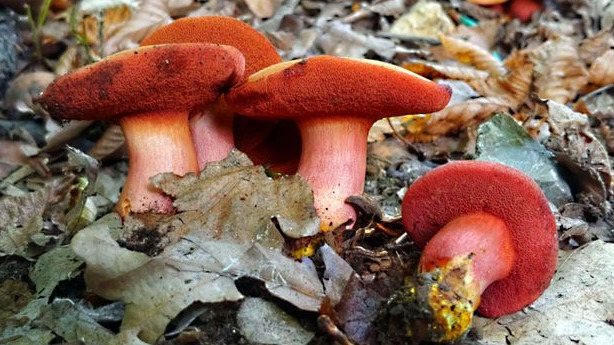 Little known edible mushrooms - Rubinoboletus rubinus