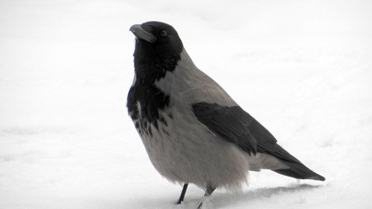 Winter is in full swing - a gray crow has joined the gang of gluttons ...