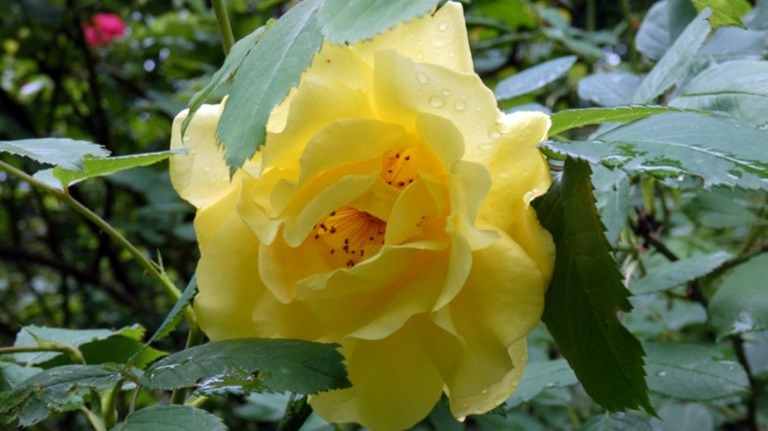 Cycling optimistic, because whatever happens, it's Friday - My Actifit ...