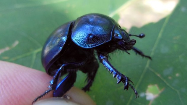 Forest insect from "dirty work" but extremely useful - Spring beetle