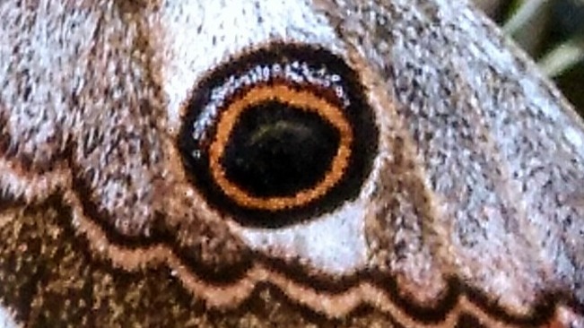 The (fake) eyes of the supermariomushroomlike butterfly