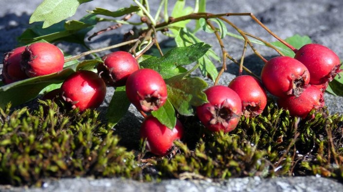 Hawthorn - Medicinal properties, tincture of hawthorn - from the May ...