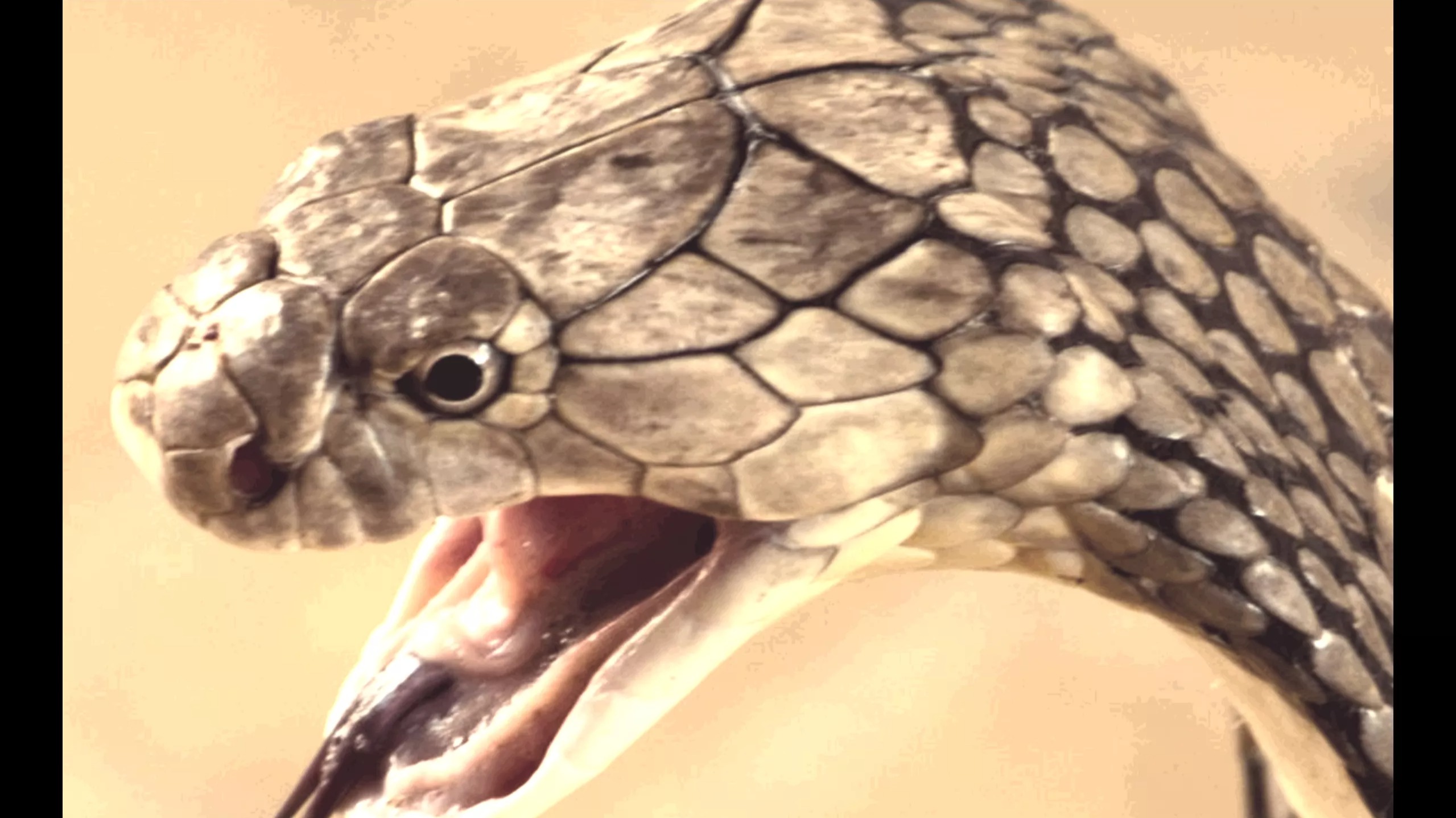 Cobra Effect