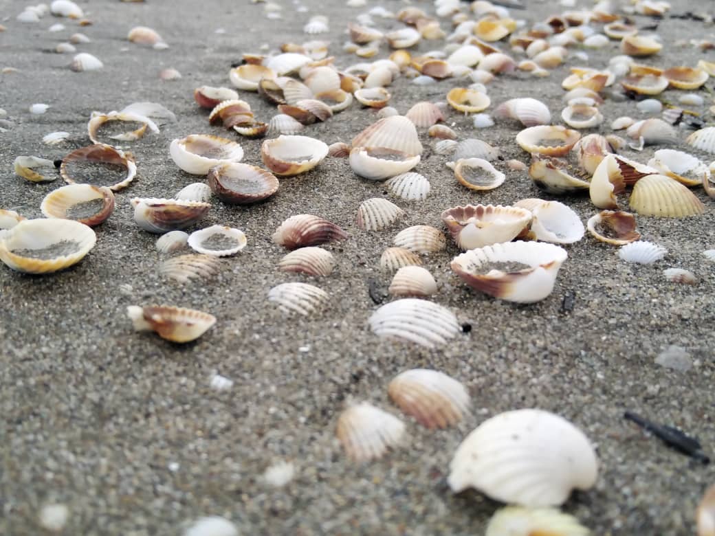 The Most Divine Seashell Beach I Could Find | North of Iran Nature