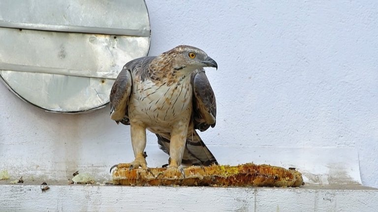 A great predator with a sophisticated diet - Honey Buzzard
