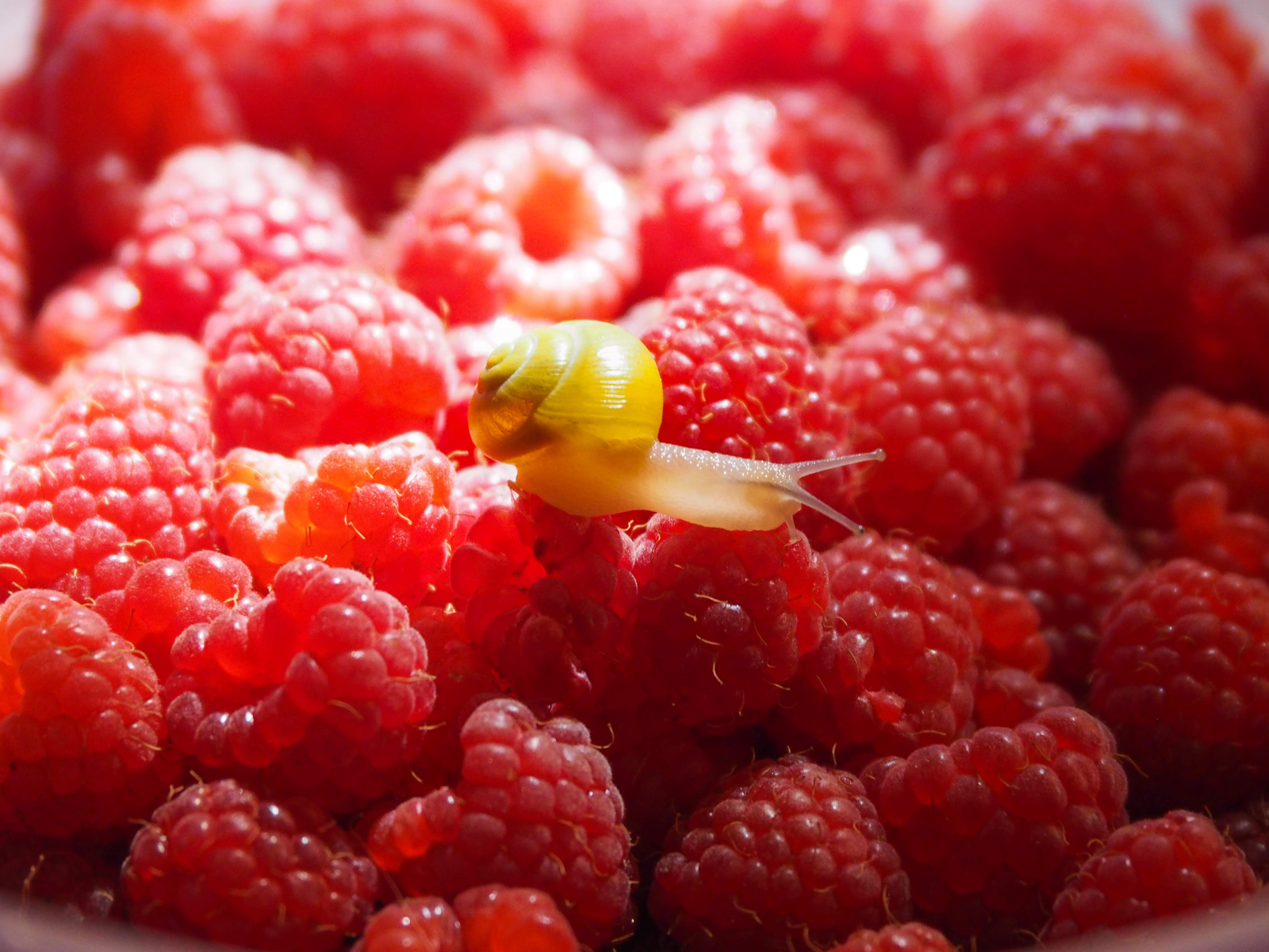 Snail on raspberries