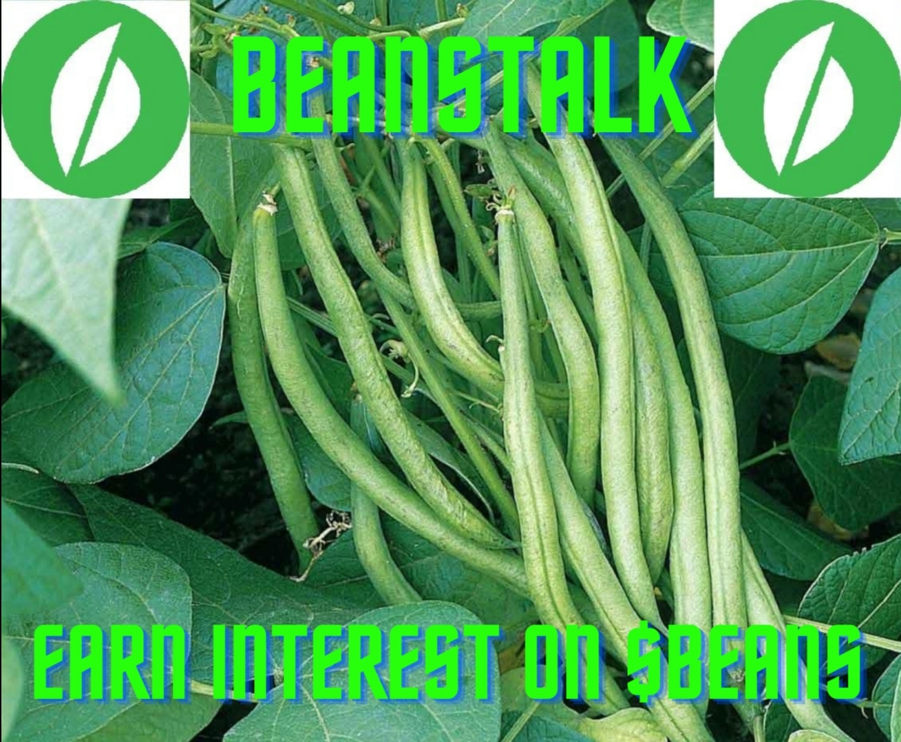 Dreaming at Bean Money while Climbing on the Beanstalk Protocol