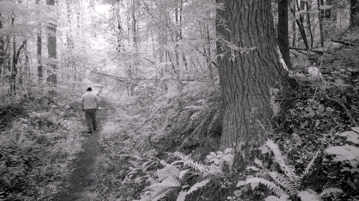 Following ryulincoln through the forest - Infrared Photography