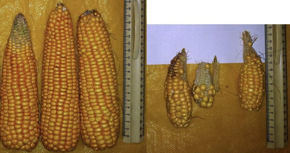 What were the ancient carrots, potatoes and corn?