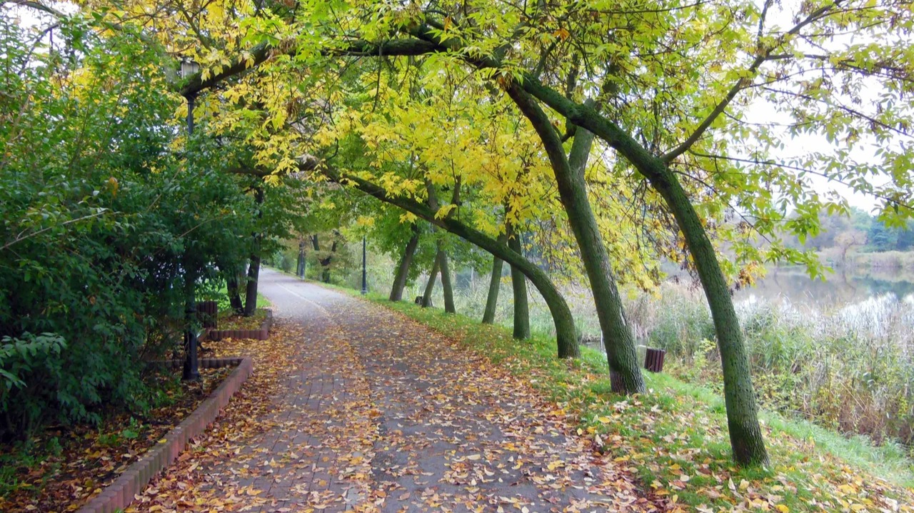 A cloudy Sunday, but beautiful colors appear - My Actifit Report Card ...