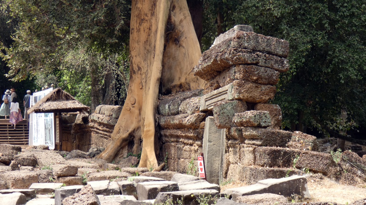 Ta Prohm temple and strangler trees - Cambodia
