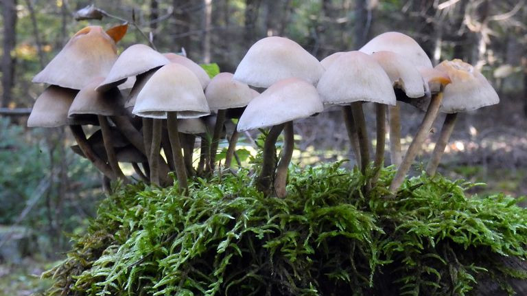 Sulfur tuft Top Model 2025, or mushrooms on the catwalk