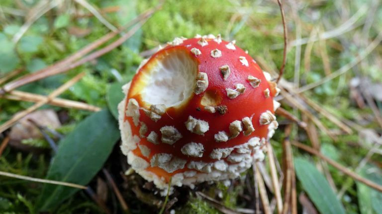Animals eat poisonous mushrooms and nothing happens to them - why?