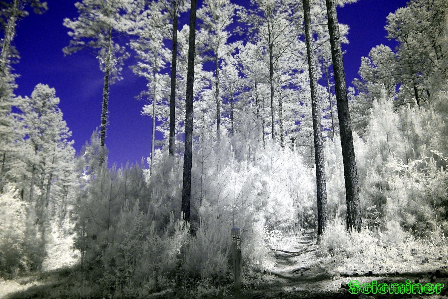 Ultraviolet and Infrared Photography - Wild Turkey Trail at ...