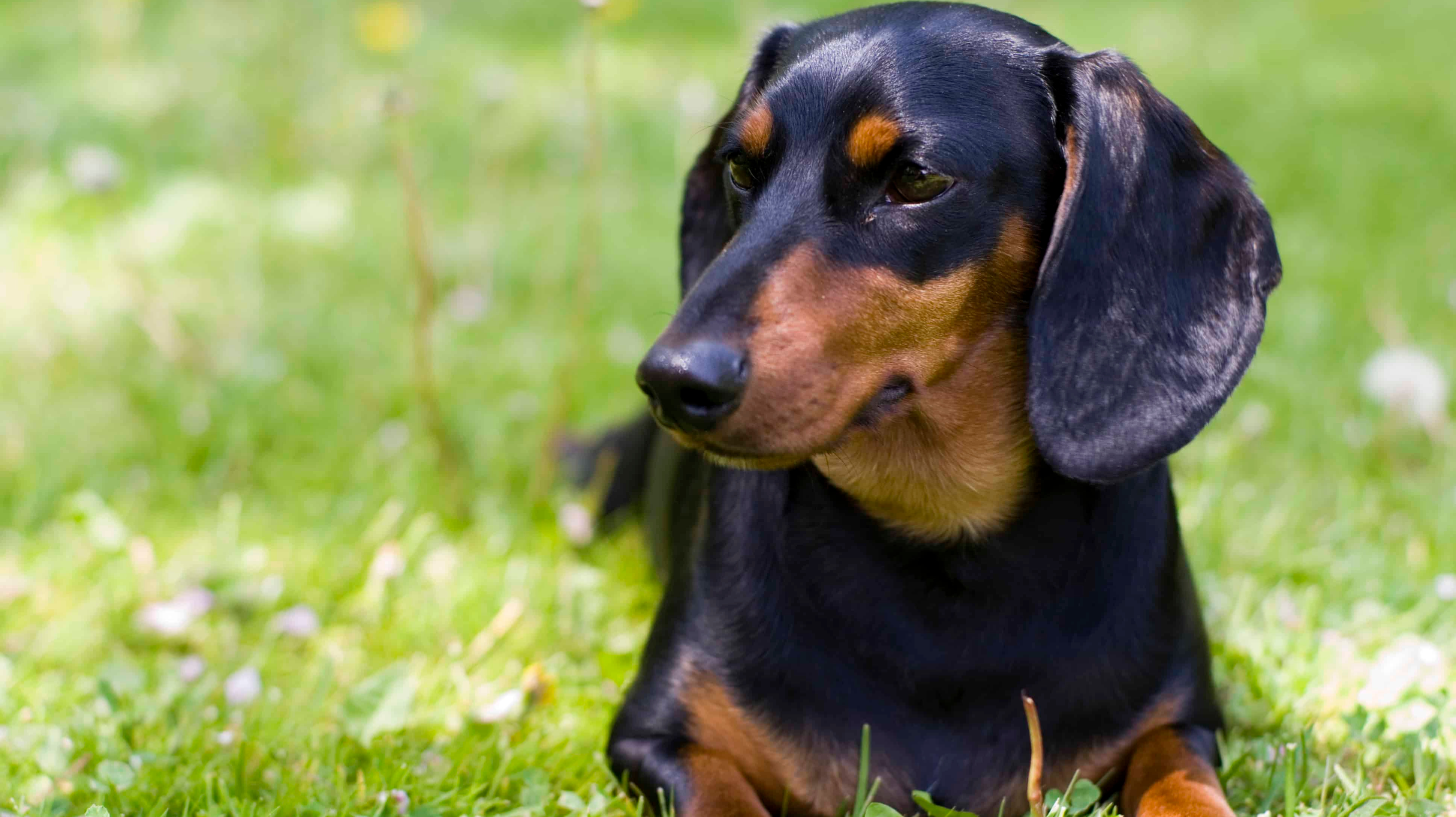 Farewell, Sweet Pooch