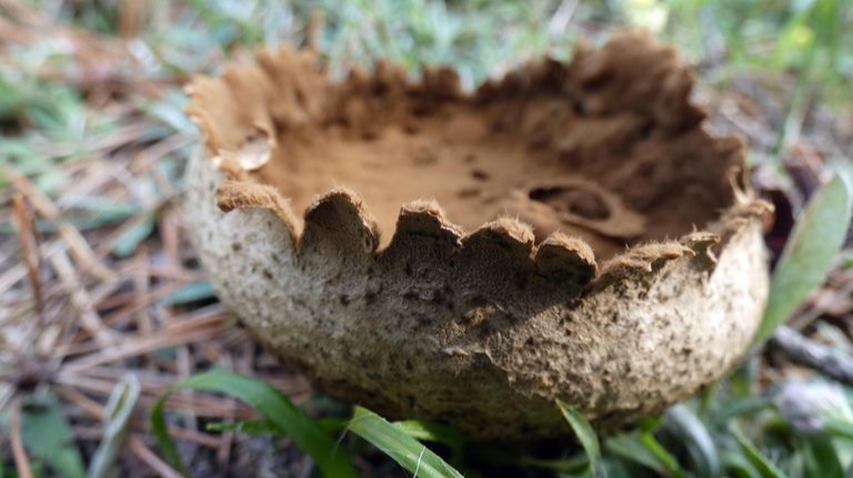 Mosaic puffball, a month ago it was beautiful, now it's just phenomenal