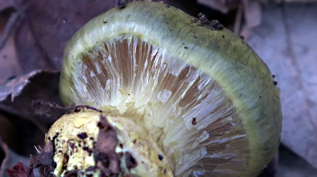 Cortinarius Green-lilac - risky edible mushroom