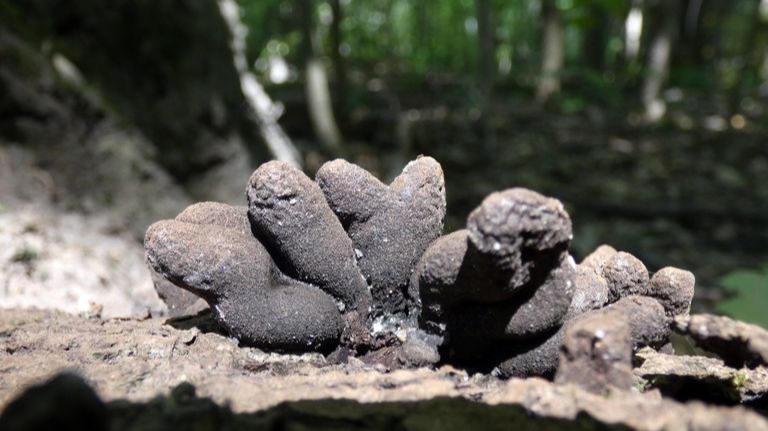 Reunion with "Dead Man's Fingers" - Xylaria polymorpha