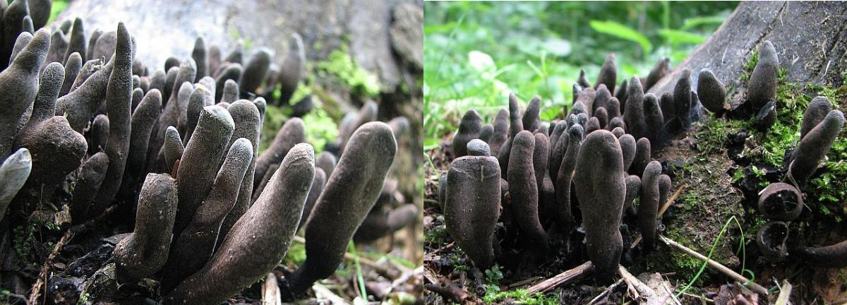 Mushrooms occurring in Europe - Xylaria polymorpha