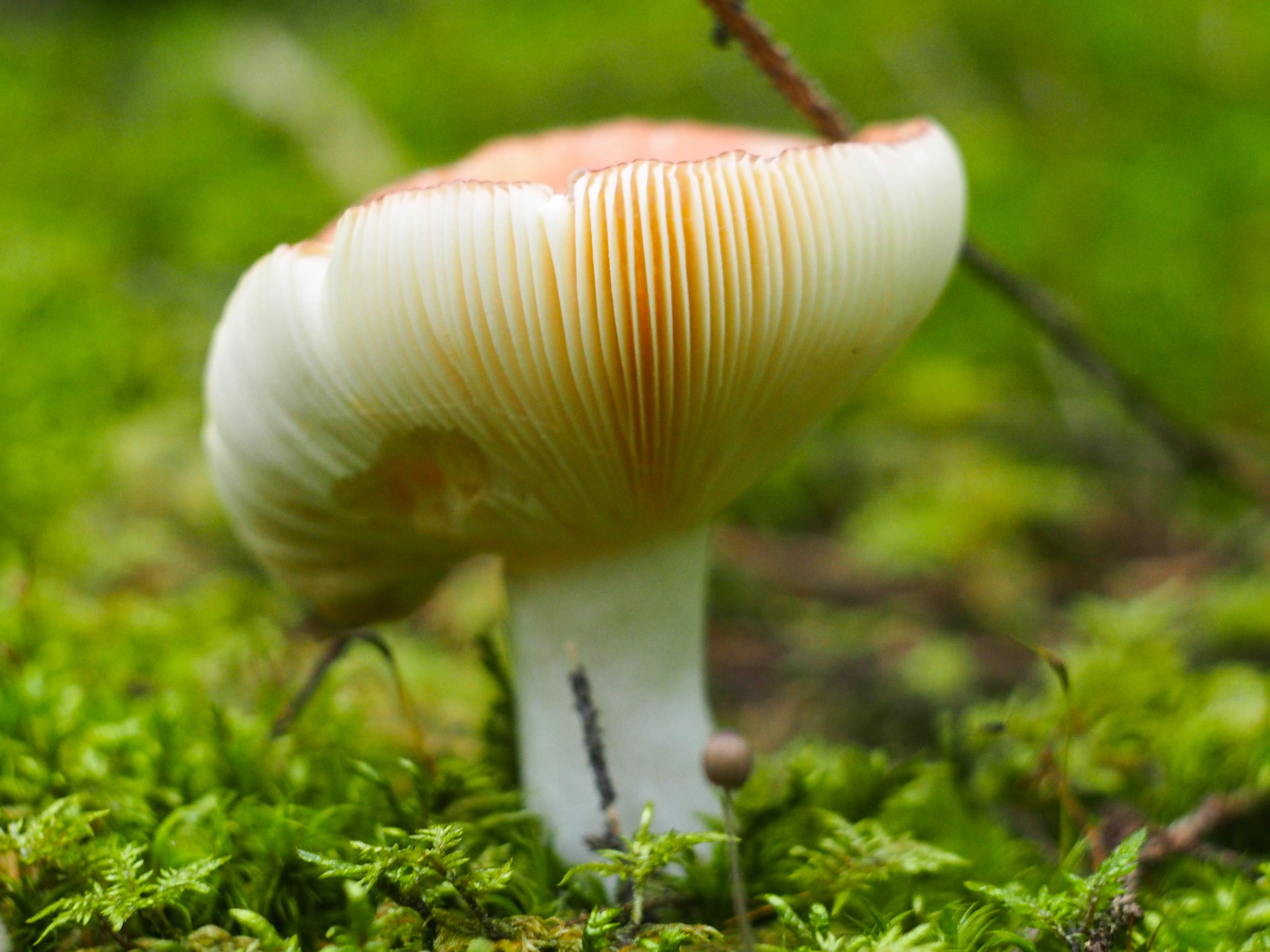 Beautiful mushrooms in the Ukrainian Carpathians