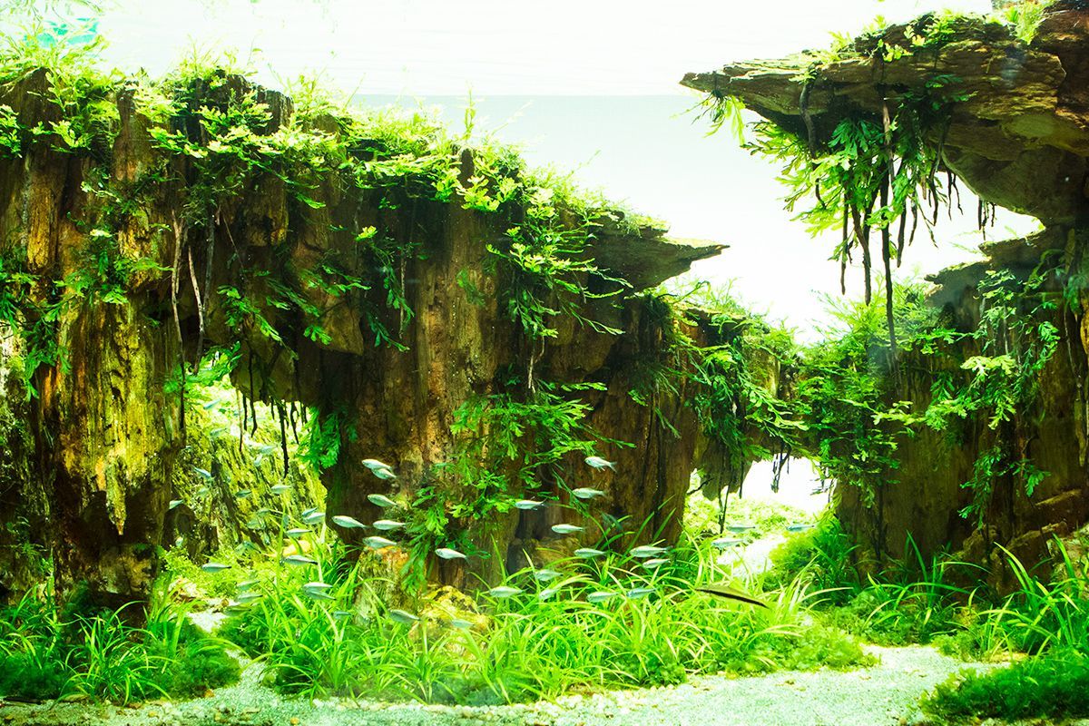 A Guide to Aquascaping the Planted Tank