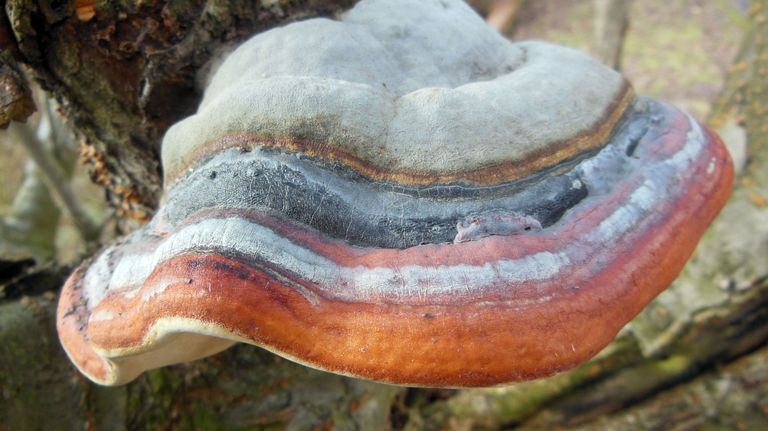 Red-belted conk - a beautiful colorful arboreal mushroom with health ...