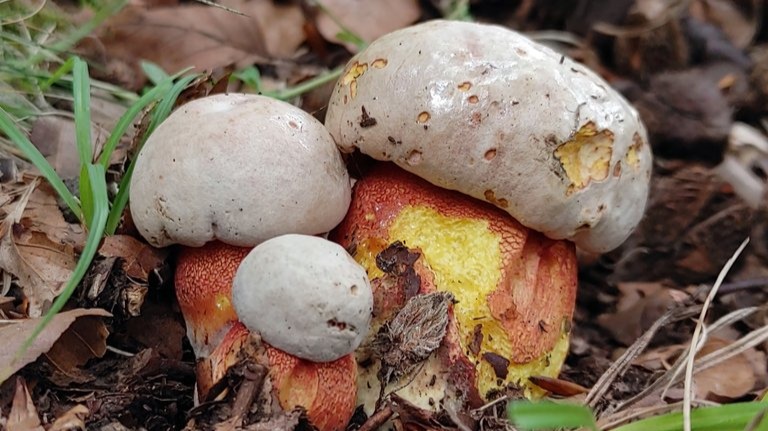 Boletus rhodoxanthus - poisonous mushrooms similar to boletus