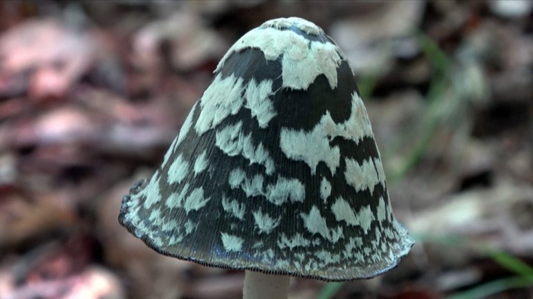 Magpie Inkcap - a fungus in danger of extinction (Coprinopsis picacea)