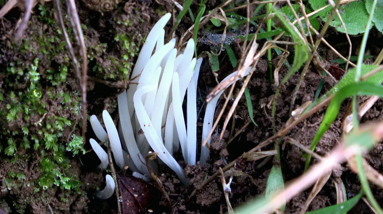 Fairy fingers or white spindles - a rare edible mushroom that looks ...