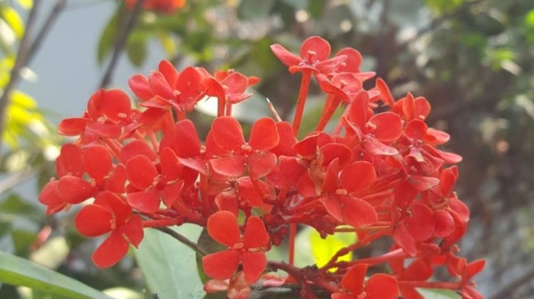 Capturing the Beauty of the Rangan flower