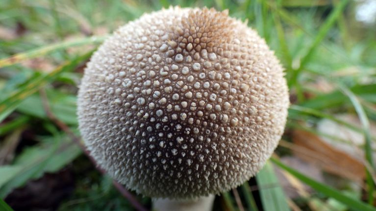 Fascinating mushroom shapes - warted puffball, wolf farts or the devil ...