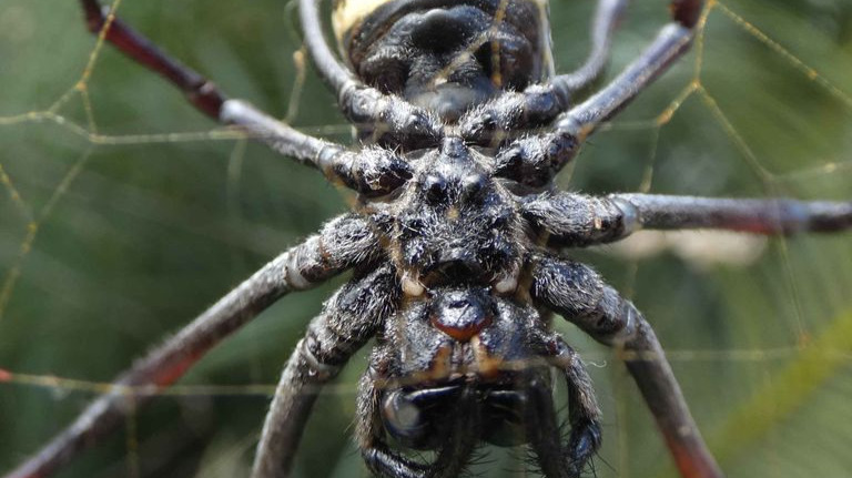 Big Spider - resident on our property, Zanzibar Paje