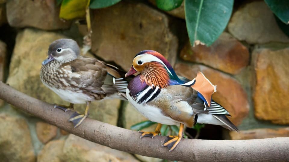 China May Deploy 100,000 Ducks to Fight Locusts