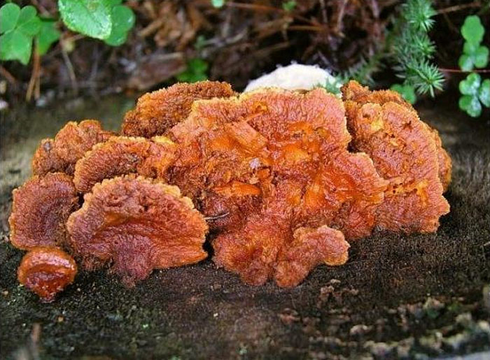 Mushrooms occurring in Europe - Pycnoporellus fulgens