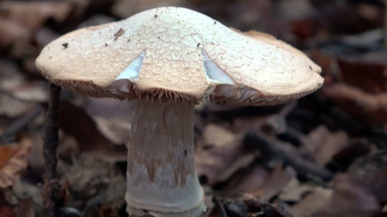 Once unwanted in the kitchen - today a rare edible mushroom ...