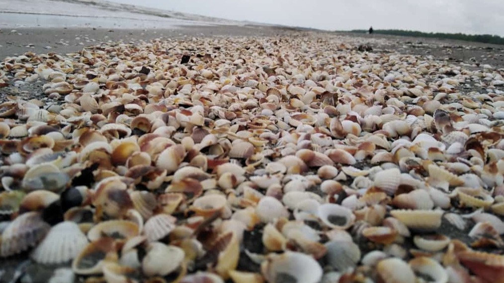 The Most Divine Seashell Beach I Could Find | North of Iran Nature