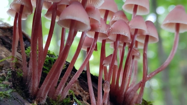 Mycena haematopus bleeding fungus with bioluminescent properties