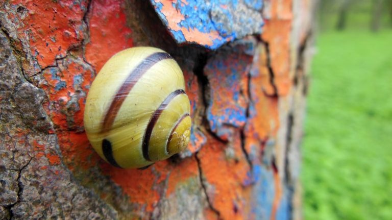 Do snails distinguish colors?