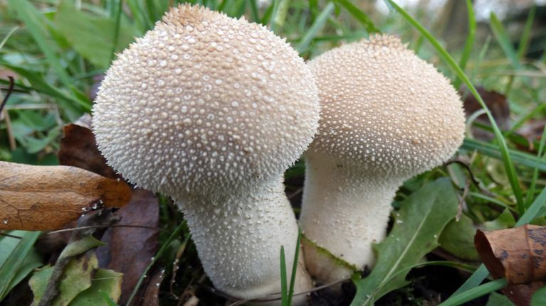 Fascinating mushroom shapes - Warted puffball, wolf farts or the devil ...