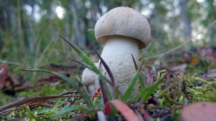 Ghost Bolete- a rare edible mushroom