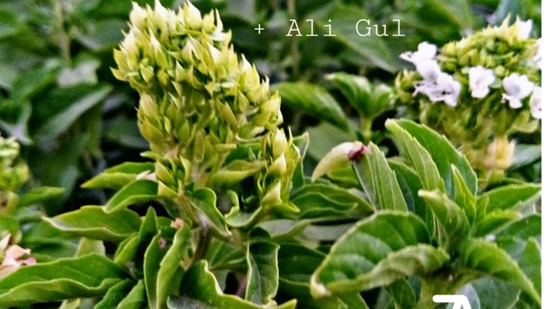 An aromatic and beautiful flowery plant | Nazboo