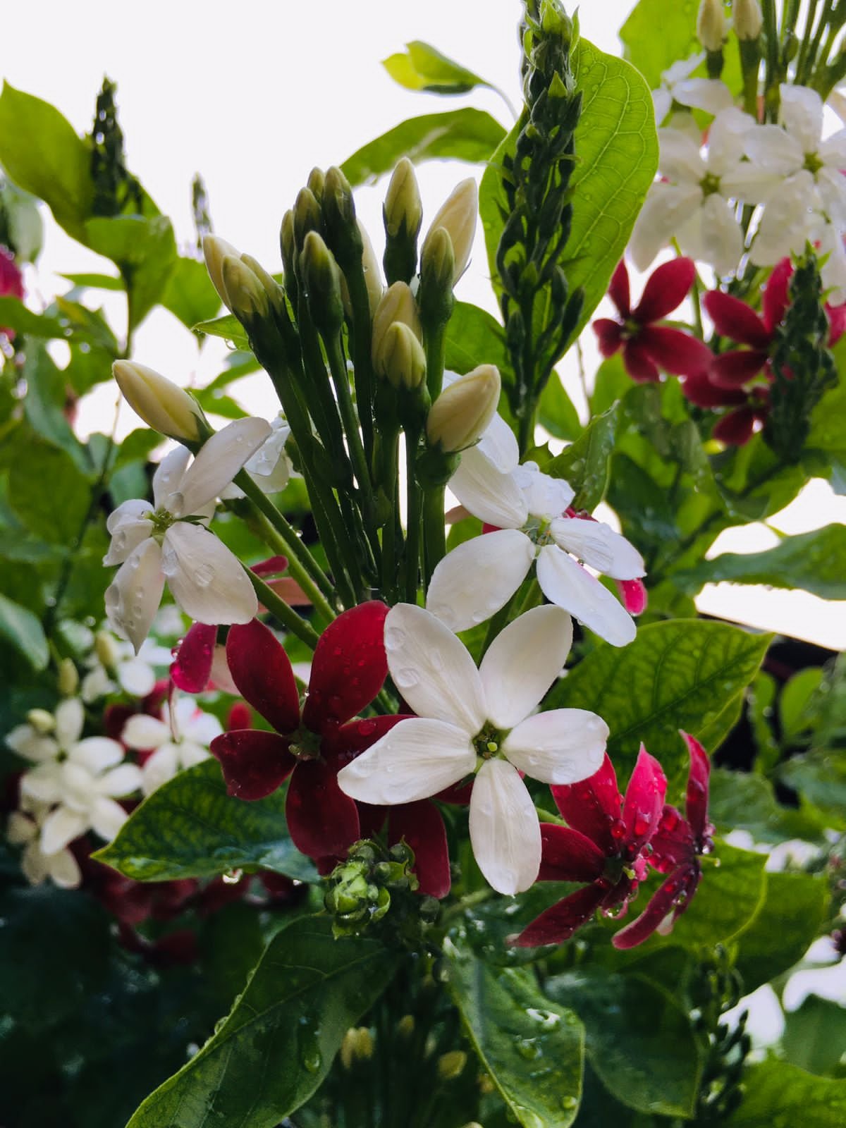 Rangoon Creeper: A Colorful Love on My Rooftop Garden