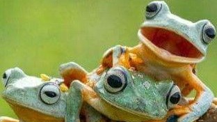 Frogs Can Fly ; Diamagnetism!