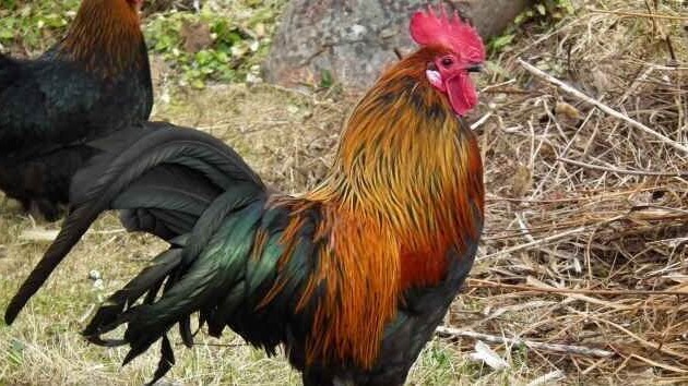 ¿Pues no que muy gallito/salsa/sácale punta/etc? / Well, isn't it very ...