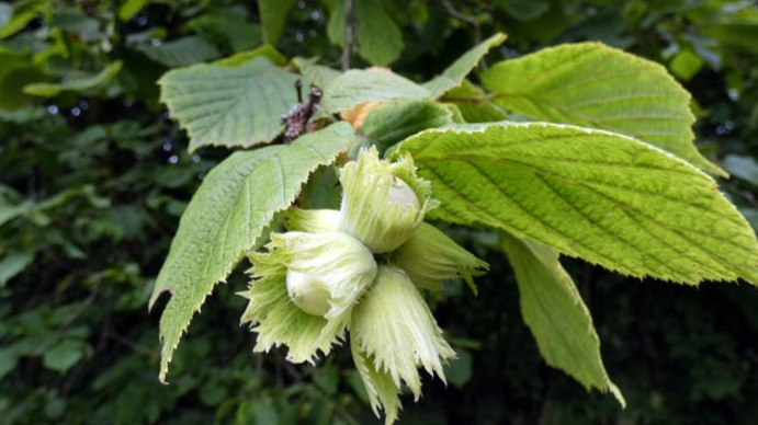 Childhood memories - Hazel tree in spring and summer
