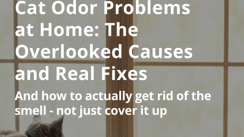 Cat Odor Problems at Home: The Overlooked Causes and Real Fixes