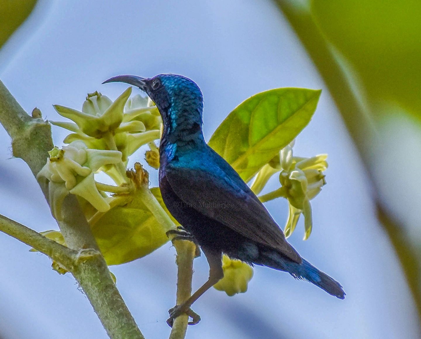 Birds are Flay and Hunting