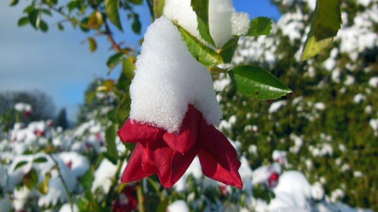 Frozen roses in park alleys, covered with delicate down