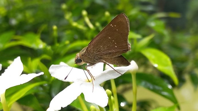Tagor flower and a butterfly photography.